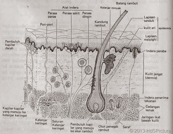 biologi: sistem ekskresi pada manusia